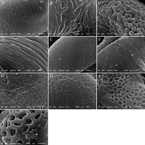 Exine Sculpture Patterns Of Pollen Grains Collected From The 10 Taxa Of