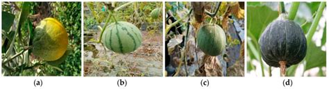 Cropdeep The Crop Vision Dataset For Deep Learning Based Classification And Detection In
