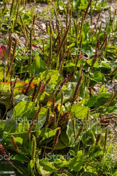 식물 요법을위한 약초 그레이터 질경이 라틴어 이름 Plantago 메이저 세계에서 가장 풍부하고 널리 분포 된 약용 작물 중 하나 야생 생활의 여름 자연 0명에 대한 스톡