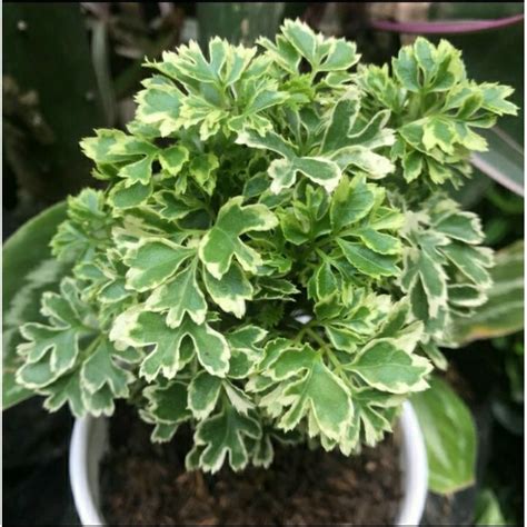 Jual Tanaman Hias Andong Variegata Shopee Indonesia