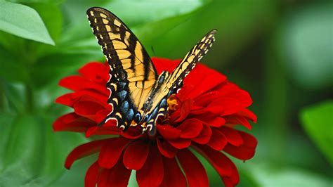 Flowers 4k Nature Wallpapers Wallpaper Cave
