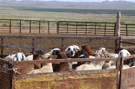 Ерөнхийлөгч УХүрэлсүх “Хүнсний хангамж аюулгүй байдал” үндэсний