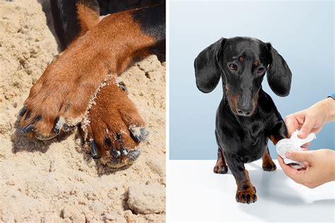 Caring For Your Dogs Broken Nail Vet Advice And First Aid Suggestions