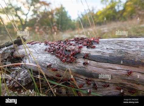 Dense Accumulation Of Insects On Tree Trunk Firebug Pyrrhocoris