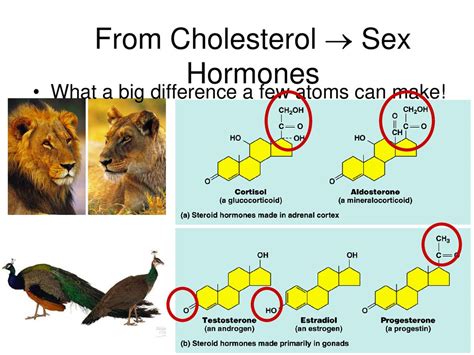 Lipids Fats Oils Ppt Download