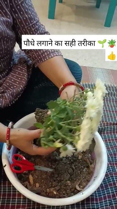 नया पौधा लगाने का सब से सही तरीका Planting Gardening Pottingmix