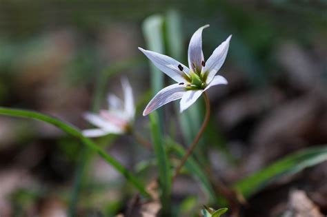 Tulipa Edulis