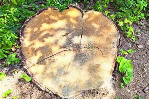 고대 나무의 큰 나무 그루터기의 넓은 각도 보기 오래된 썩은 나무 그루터기 배경에 녹색 잔디 여름 화창한 날 0명에 대한 스톡 사진 및 기타 이미지 Istock