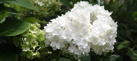 Passionfruit Flummery Lorikeetlady