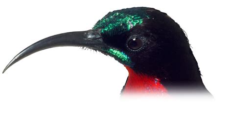 Bird Beaks Different Types Of Beaks Dk Find Out