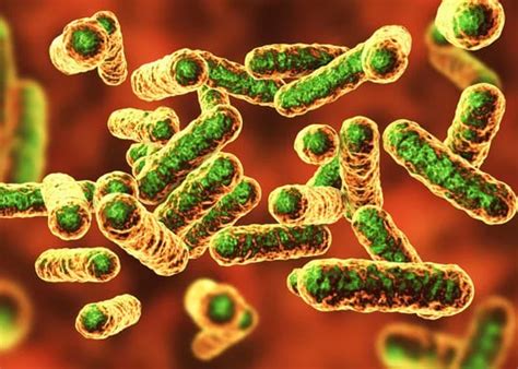 What Is Bartonella Symptoms Diagnosis And Treatment Virtual E Well