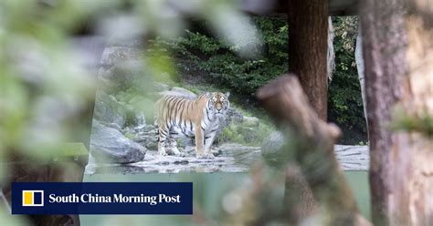 Zurich Zookeeper Killed By Siberian Tiger In Front Of Visitors South