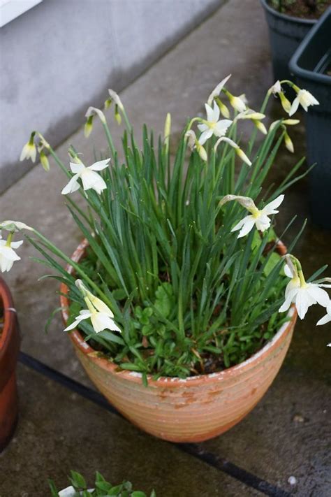 香り水仙タリア 園芸家の一年あべいち徒然日記 楽天ブログ