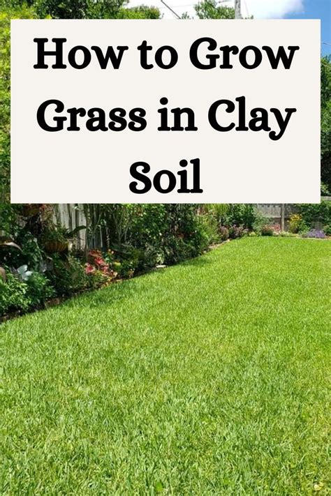 How To Grow Grass In Clay Soil Clay Soil Growing Grass Planting Grass