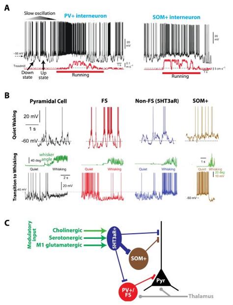 Behavioral State Dependent Modulation Of Distinct Interneuron Subtypes