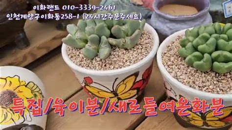 베란다화분육이분예뿐화분분갈이흙드려요 이화랜드010 3339 2461 나는농부다282회출연 Youtube