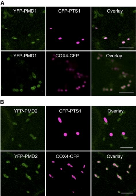 Subcellular Localization Of Yfp Pmd1 And Yfp Pmd2 Download Scientific Diagram