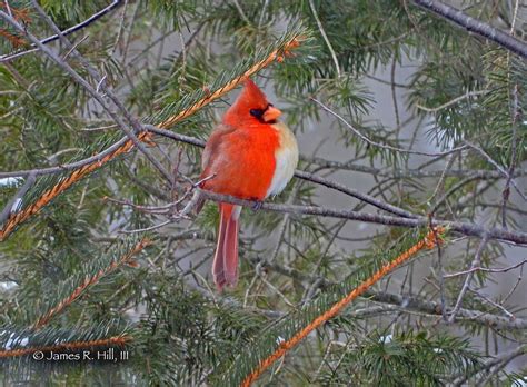 Once In A Lifetime Half Male Half Female Cardinal Photographed In