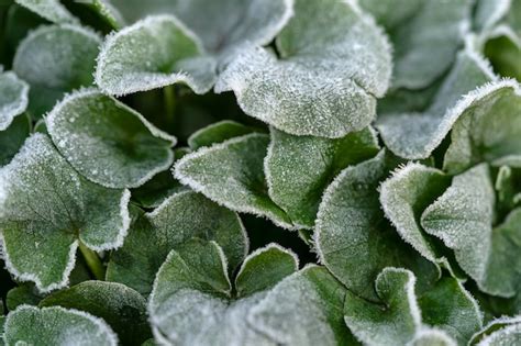 Premium Photo Frozen Flower