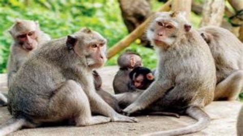 Monkey Takes Ride In Delhi Metro Train Video Goes Viral