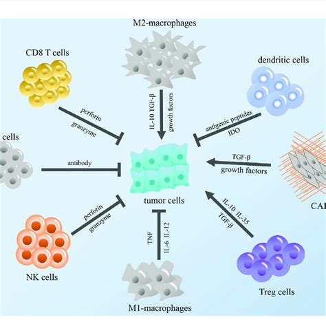 Modulation Of The Tumor Immune Microenvironment The Figure Shows