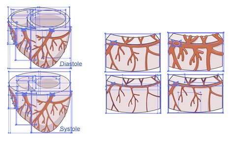 Myocardial Perfusion Vector