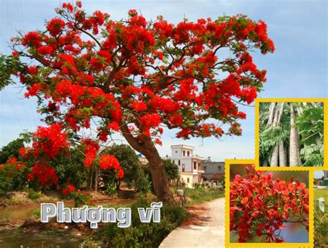 Cây Phượng Vĩ Trồng Công Trình Cảnh Quan Cây Giống Thông Tre
