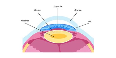 Human Eye Lens Stock Illustration Illustration Of Poster 329684313