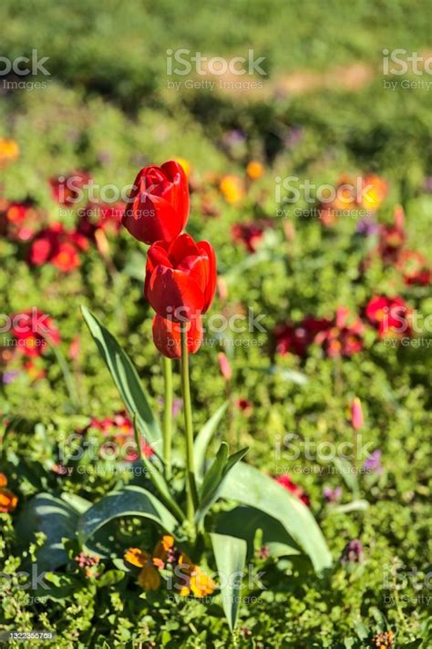 아일랜드 더블린 주 허버트 파크의 녹색 흐린 배경에 봄 빨간 튤립 꽃의 아름다운 클로즈업 보기 0명에 대한 스톡 사진 및 기타