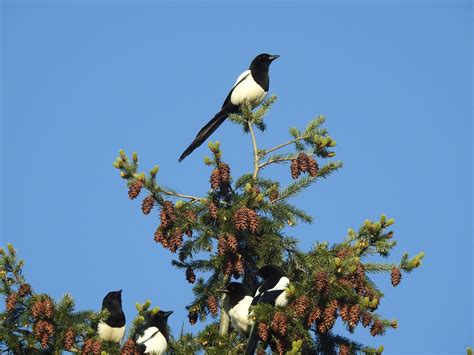 Burung Putih Dan Hitam Berjalan Foto Gratis Di Pixabay Pixabay