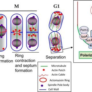 The Core Components Of The Stress Activated MAPK Pathway In The Fission