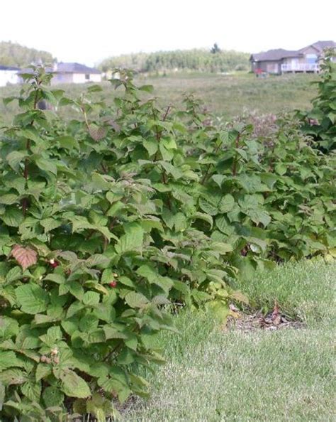 Boyne Raspberry Jeffries Nurseries