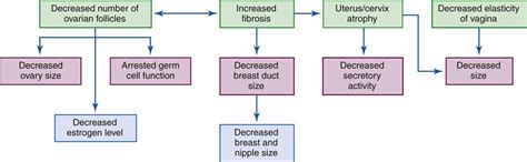 Alterations In Male Genital And Reproductive Function Basicmedical Key