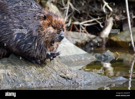 A Sleepy Canadian Beaver Resting On A Big Rock After Coming Out Of