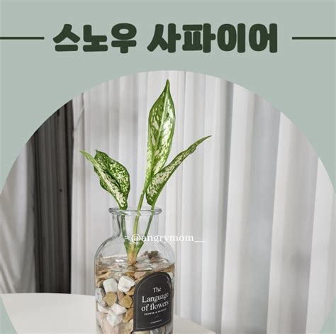 스노우사파이어 수경재배 키우기 꽃대 자르기 네이버 블로그