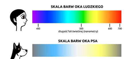 Jakie kolory koty widzą najbardziej Fundacja dla kociąt osieroconych