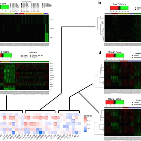 Heatmaps Of Gene Expression Patterns Narrowed To The Most Relevant