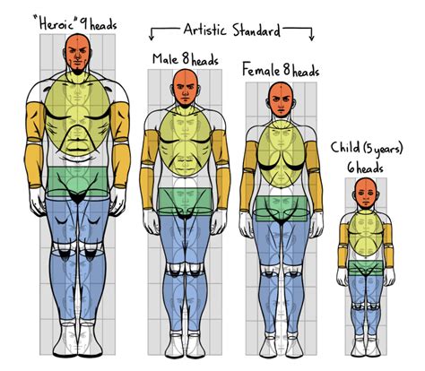 Proportional Physique