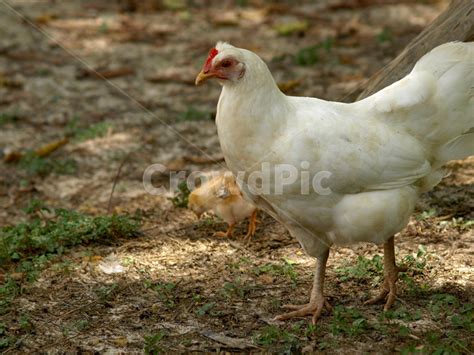 암닭 Hen 닭 Chicken 벼슬 사진이미지일러스트캘리그라피 Roney작가