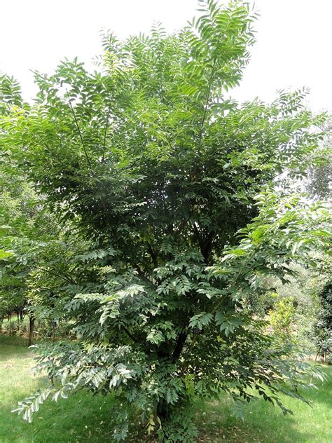 Phellodendron Chinense Chinese Corktree North Carolina Extension
