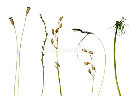 Set Of Watercolor Drawing Plants Stock Illustration Illustration Of