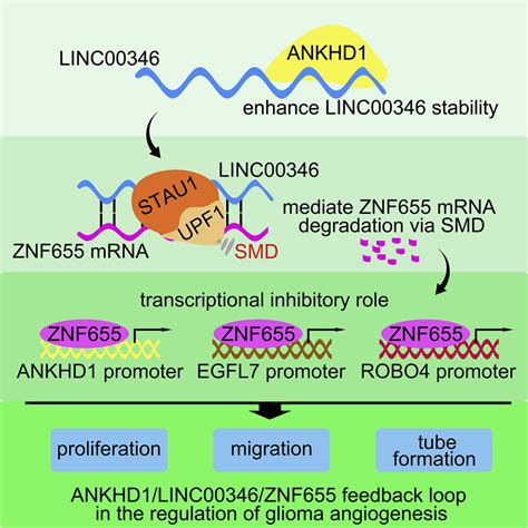 Role Of ANKHD1 LINC00346 ZNF655 Feedback Loop In Regulating The Glioma