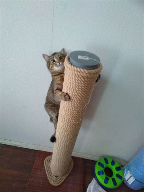 Схема когтеточки для кошки своими руками