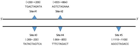 The Binding Site Sequences Are Shown Download Scientific Diagram