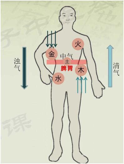 為什麼說脾胃不好，百病生？ 每日頭條