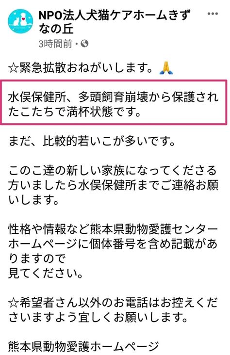 水俣保健所”多頭飼育崩壊から保護されたこたちで満杯状態” サクラ＆toshi