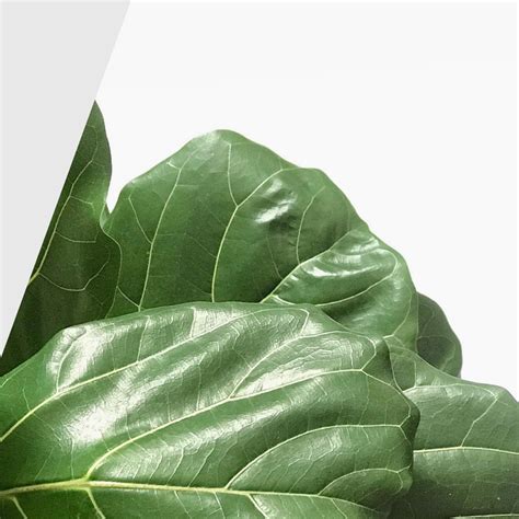 Kategorier — Sofiamilk