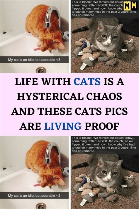 Life With Cats Is A Hysterical Chaos And These Cats Pics Are Living