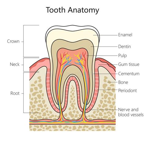 Human Tooth Structure Diagram Medical Science Stock Vector