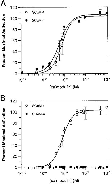 Activation Of Ca 2 Calmodulin Dependent Enzymes By Scam Isoforms Download Scientific Diagram